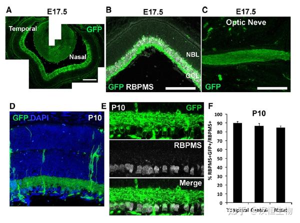 【神经元细胞干货篇】神经元细胞特异性基因调控策略 - 知乎