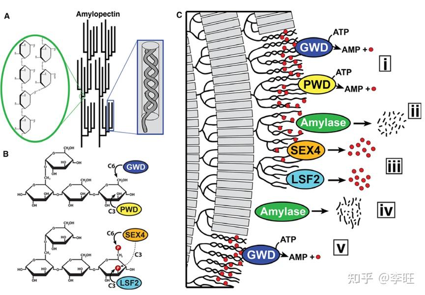 （综述写作）植物细胞合成淀粉的几个系统 - 知乎
