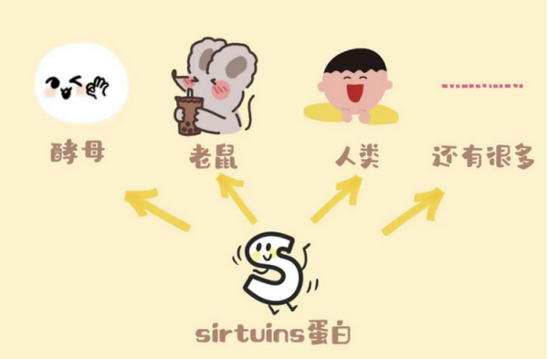 SIRT和AMPK靶点通路知识讲解 - 知乎