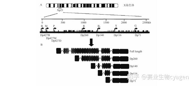 【罕见病并不罕见】杜氏肌营养不良(DMD)——假如让我行走三天 - 知乎