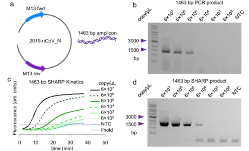 SHARP——恒温扩增届内卷新秀 - 知乎