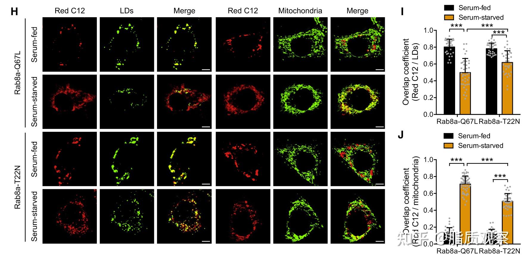 AMPK通过调节Rab8a-Plin5互作促进脂滴线粒体互作 - 知乎