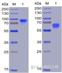 肿瘤免疫靶点 | CD47 - 知乎