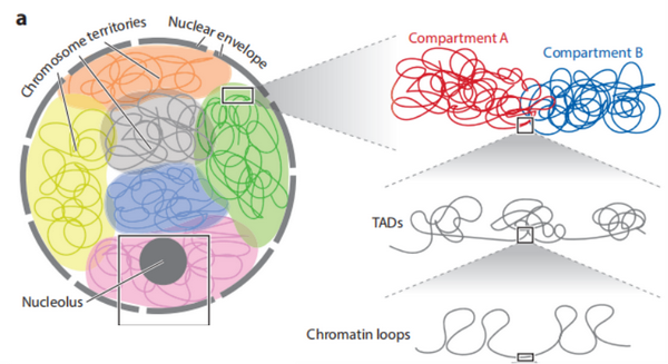 远距离互作研究利器：Hi-C泛三维基因组 - 知乎