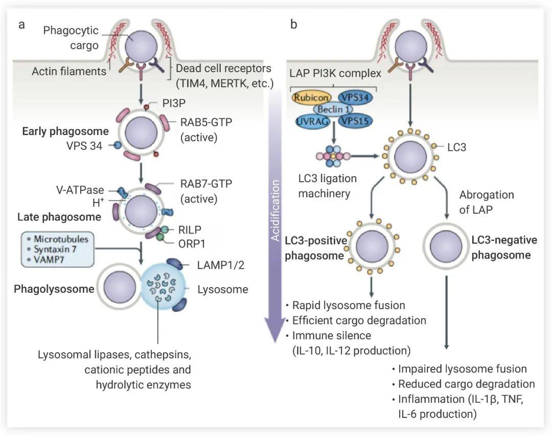 胞葬作用 (Efferocytosis) ：程序性死亡细胞临终前最后一站 - MedChemExpress - 知乎