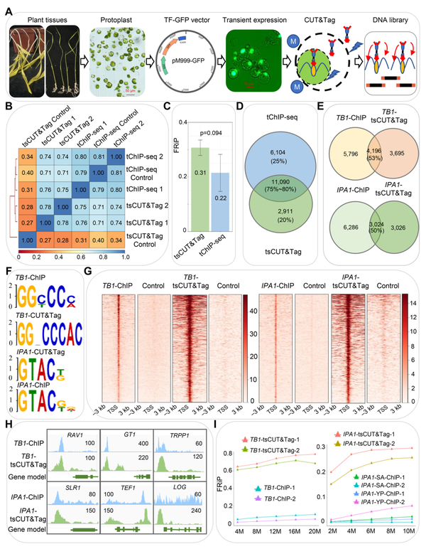 解析表观遗传学的工具——CUT&Tag - 知乎