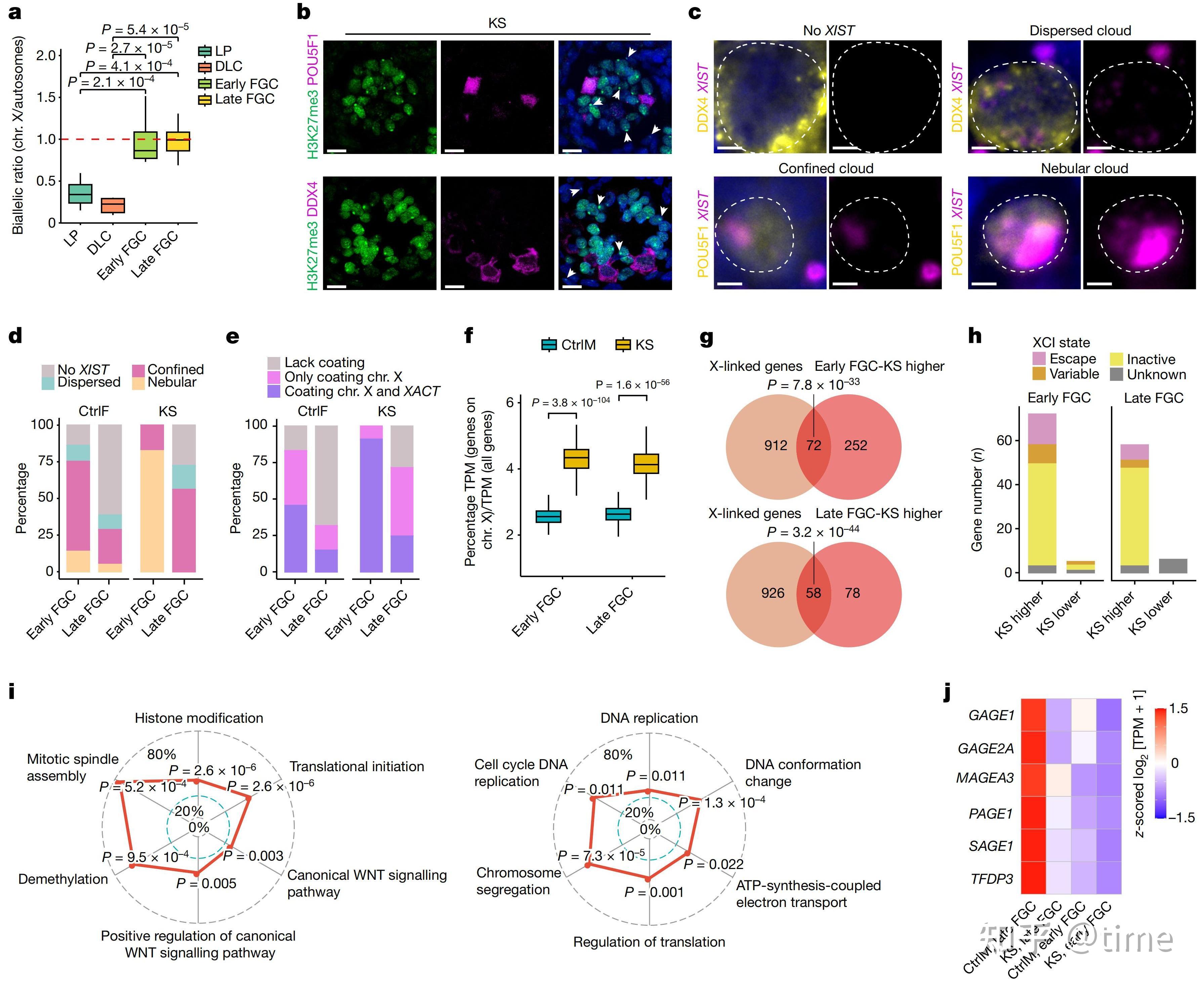 文献分享 | Nature：额外的X染色体如何影响男性胎儿生殖细胞的发育 - 知乎
