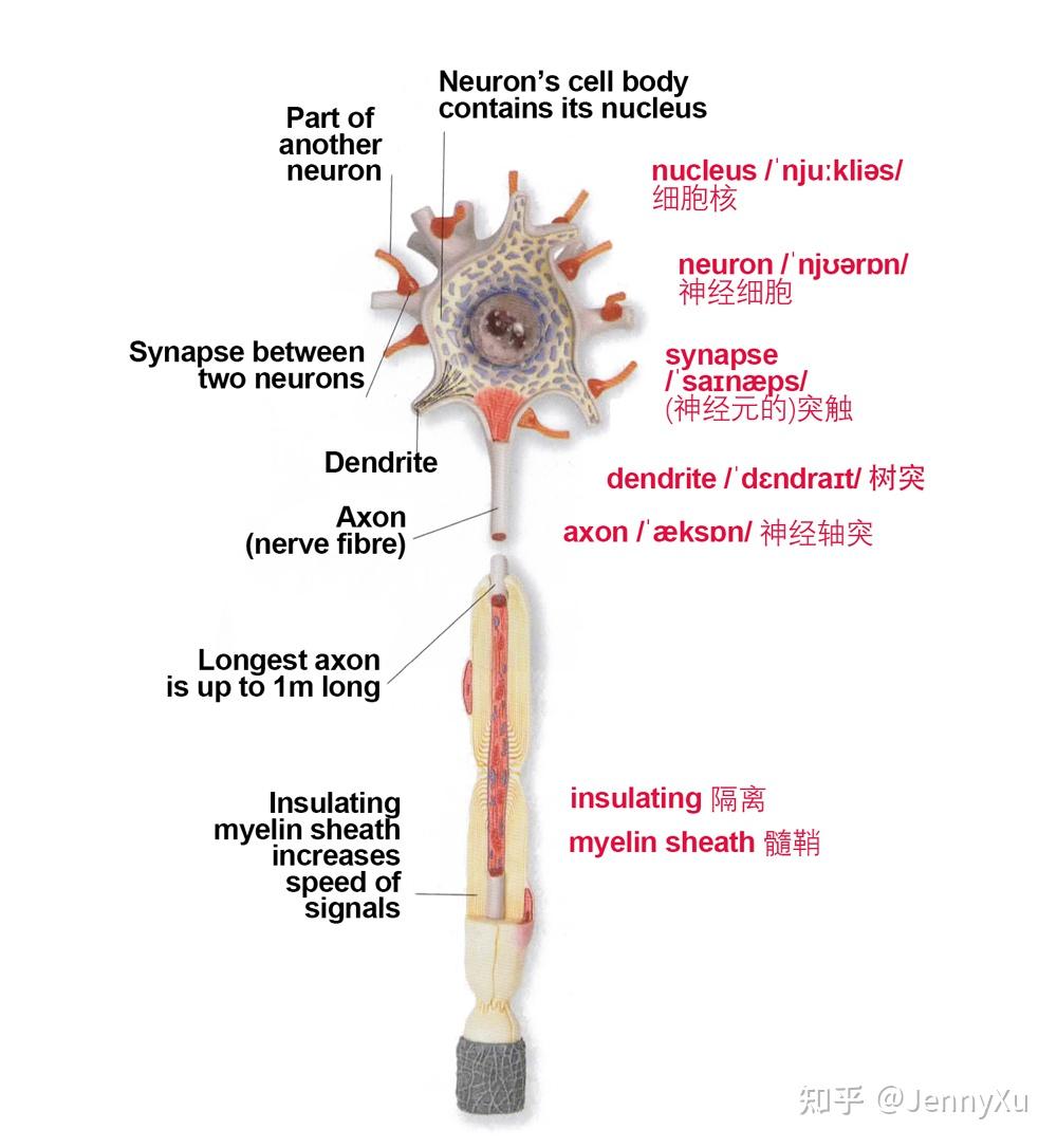 The Nervous System 03 – neuron structure - 知乎