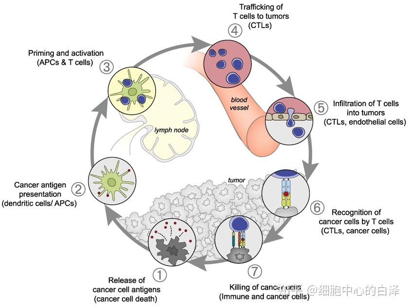 免疫系统的指挥家——DC细胞 - 知乎