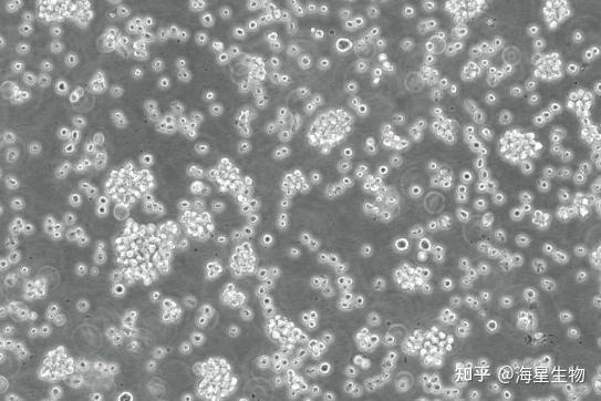 THP-1细胞培养经验与要点 - 知乎