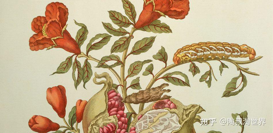 遇见艺术的植物学 - 知乎