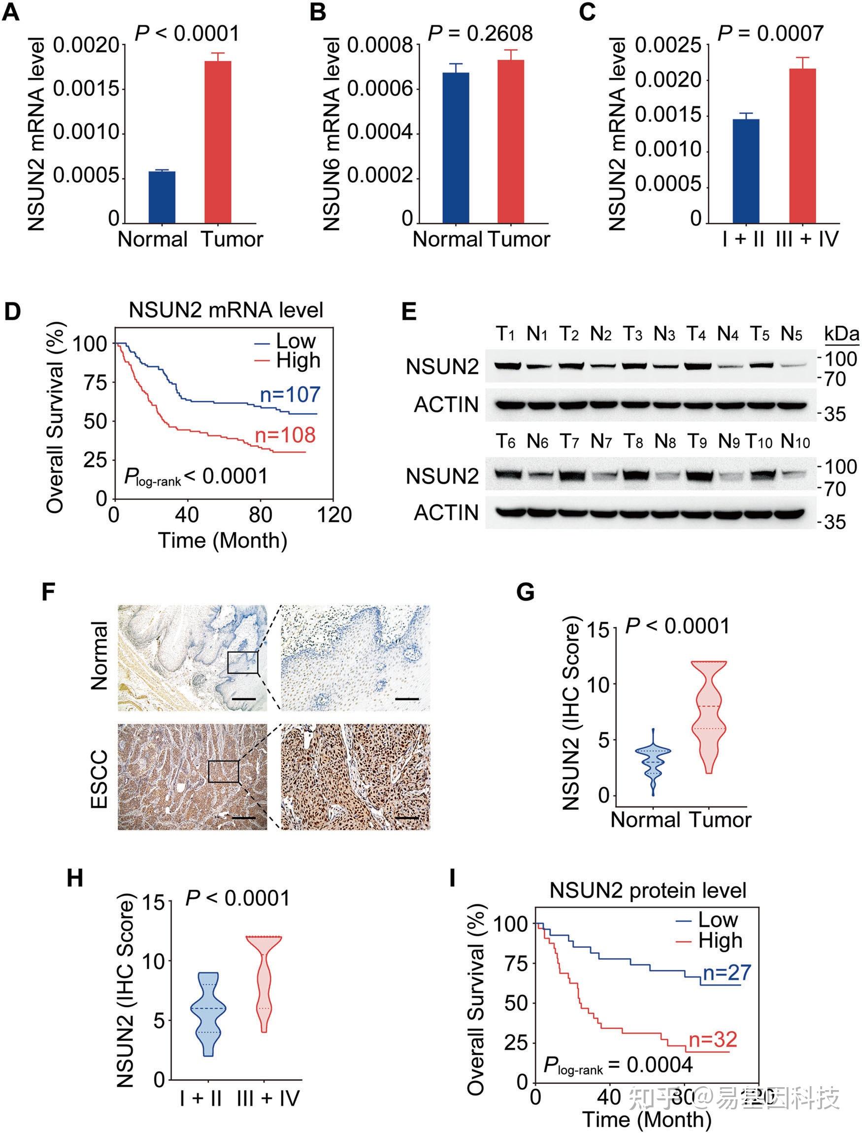 易基因｜NSUN2介导RNA m5C修饰促进食管鳞状细胞癌进展的表观调控机制 | 肿瘤研究 - 知乎