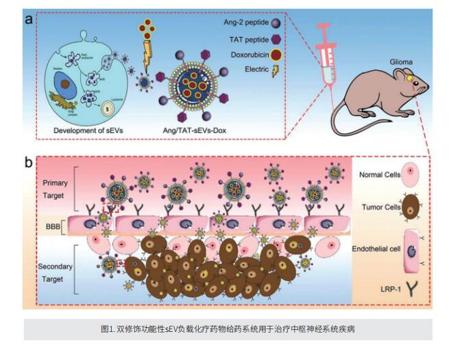 文献解读 | Angiopep-2和TAT肽双功能化的工程细胞外囊泡的特异性抗胶质瘤靶向递送策略 - 知乎