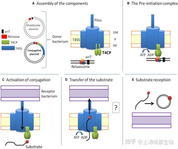 Type IV secretion system：T4SS知识介绍3 - 知乎