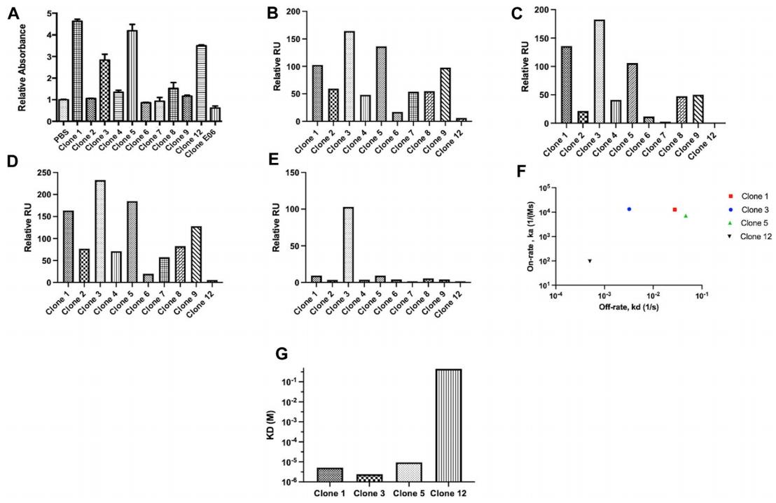 鲨鱼抗体vNAR | 靶向胞内溶酶体蛋白酶CTSS的新策略 - 知乎