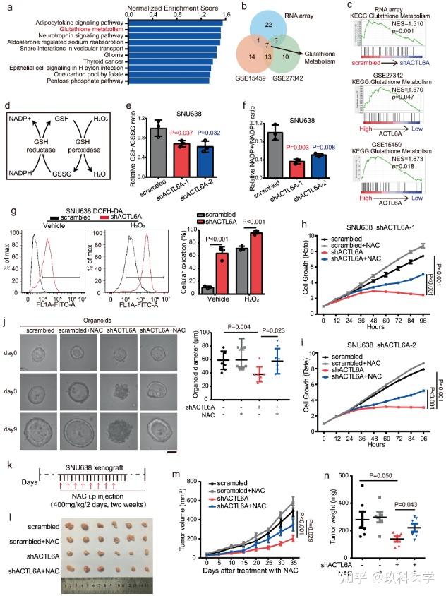 FI 16+铁死亡研究深度解读 | ACTL6A或是胃癌治疗新靶点 - 知乎