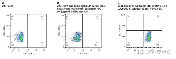 病原体系列——呼吸道合胞病毒RSV，近岸蛋白经验证的RSV Pre-F抗原抗体助力诊断试剂和疫苗药物开发 - 知乎