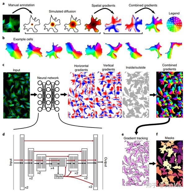 细胞与细胞核分割：四种表示方式 - 知乎