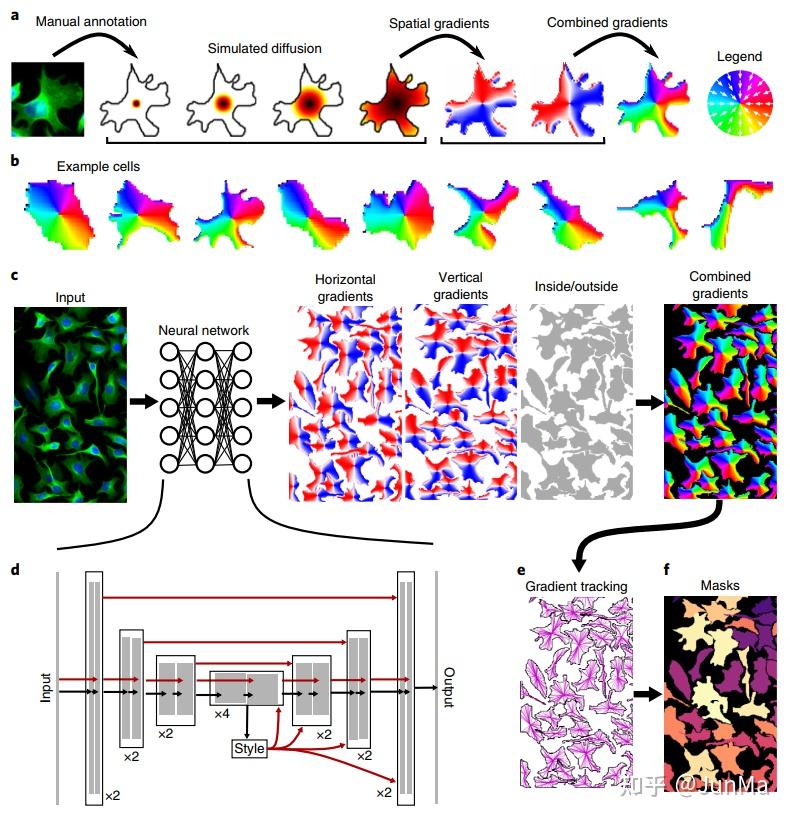 细胞与细胞核分割：四种表示方式 - 知乎