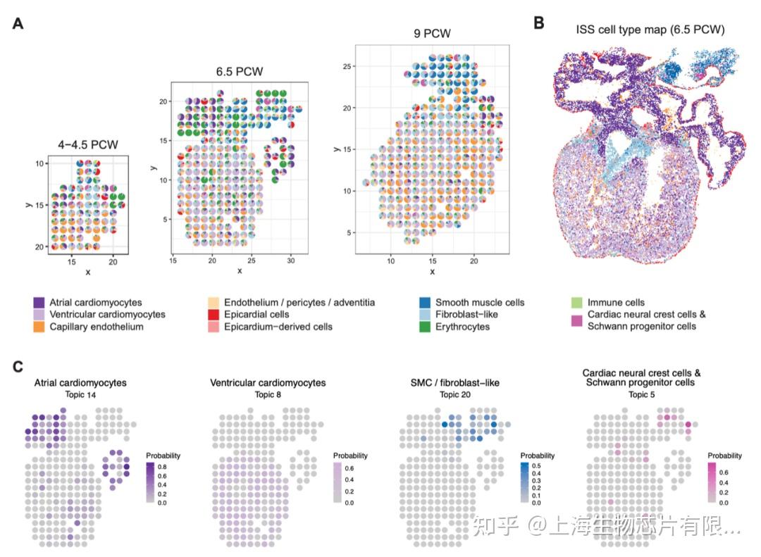 Nucleic Acids Research | STRIDE：使用scRNA-seq数据精确分解和整合空间转录组 - 知乎