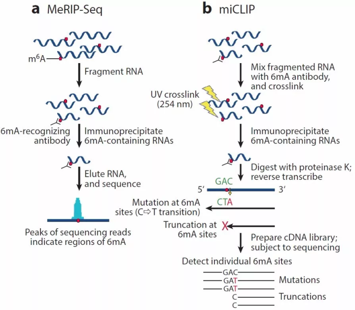 m6A甲基化检测方法及优劣势盘点 | m6A专题 - 知乎