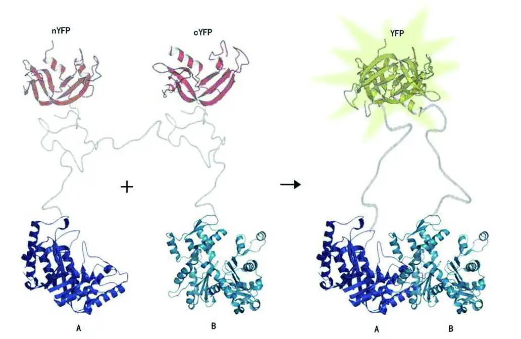 【开讲啦】双分子荧光互补（BiFC）实验protocol - 知乎