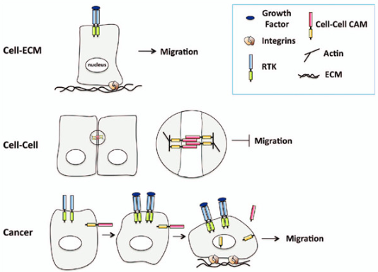 细胞粘附分析丨Cell Biolabs细胞粘附分析试剂盒解决方案 - 知乎