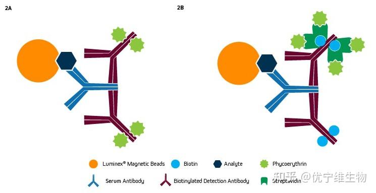 基于微珠的多重Luminex® xMAP® 检测技术 - 知乎