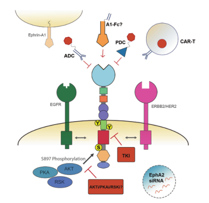 肿瘤治疗靶点：EphA2 - 知乎