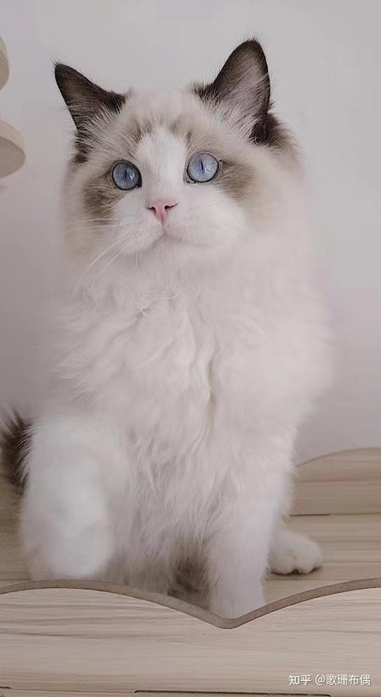 如何给猫咪喂药 知乎