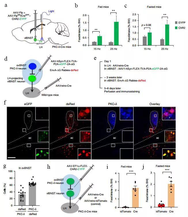 【文献解读】Nature Communications丨BNST相关微通路参与炎症介导的摄食调控 - 知乎