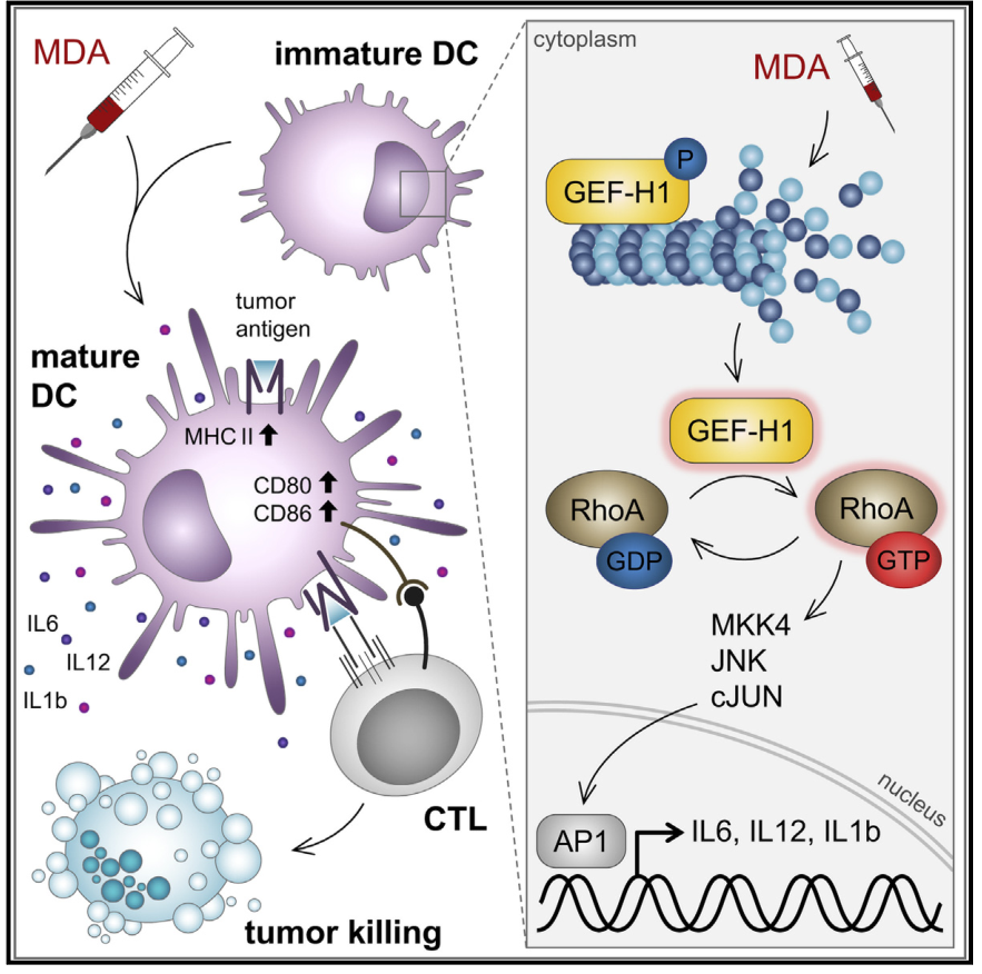 微管失稳时释放的GEF-H1因子是树突状细胞激活和特异性抗肿瘤反应所必需的 - 知乎