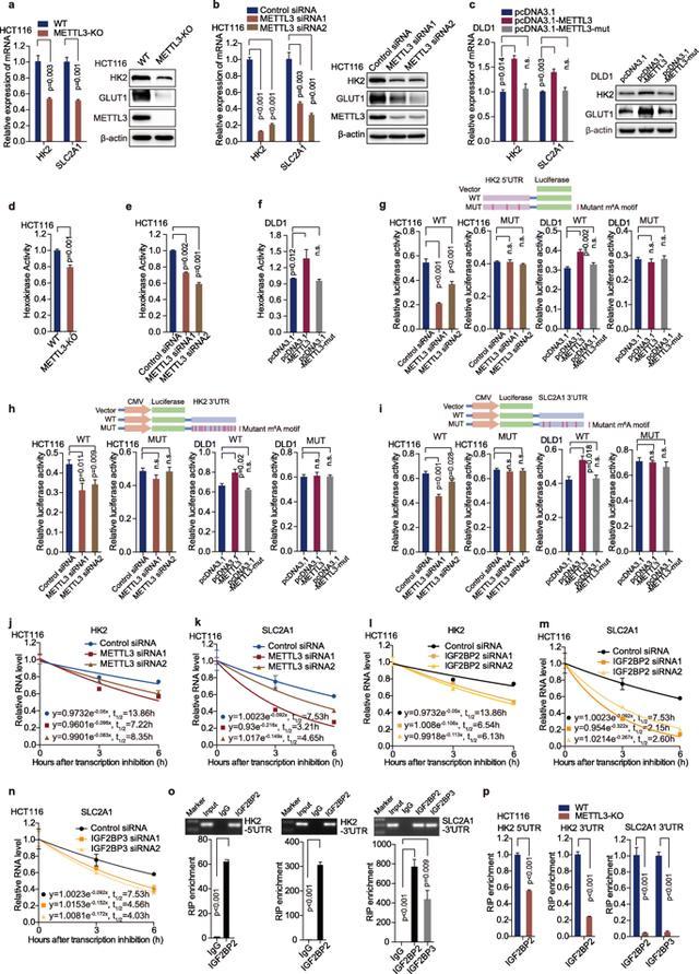MOL CANCER | m6A依赖性糖酵解促进结直肠癌的进展 - 知乎