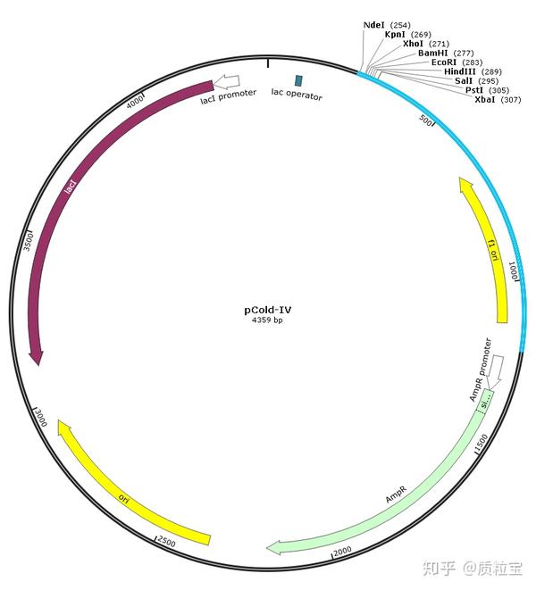 pCold 系列大肠杆菌冷休克蛋白表达载体温度诱导型CSPA启动子质粒 - 知乎