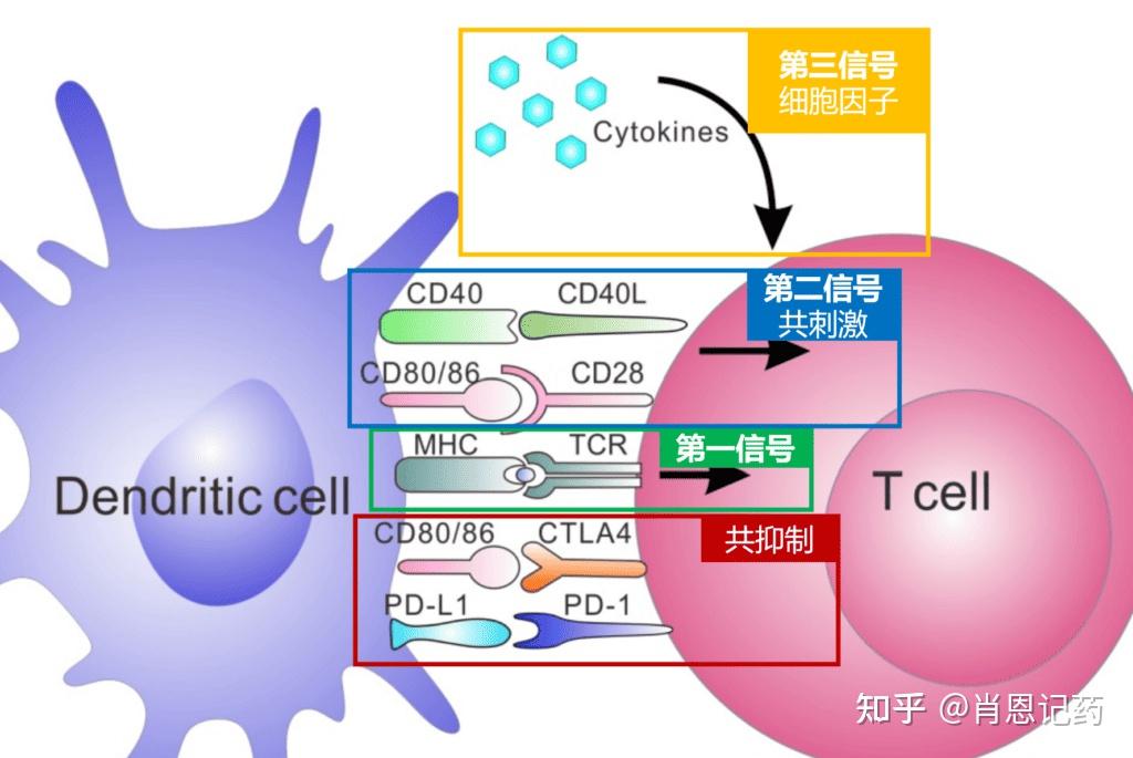 记住所有FDA生物药 | 免疫检查点CTLA-4抑制剂 | 伊匹木单抗、曲美木单抗 | 恶性胸膜间皮瘤等实体瘤 - 知乎