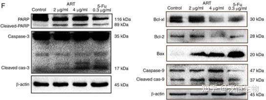 细胞功能性实验篇-细胞增殖和细胞凋亡 - 知乎