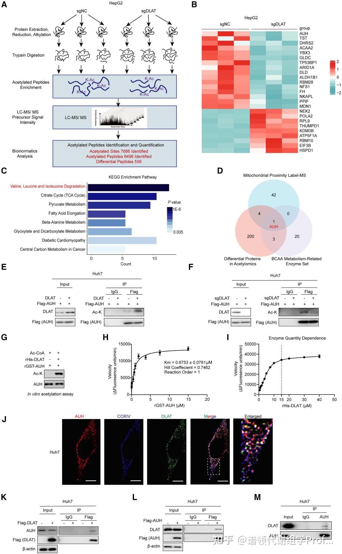Cell Metabolism: 代谢流技术发现丙酮酸代谢酶DLAT的双重促癌机制! - 知乎