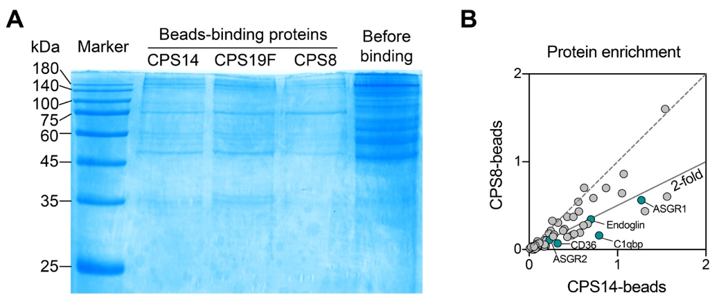 STAR Protocols︱清华大学张敬仁团队发表鉴定细菌荚膜多糖免疫识别受体的实验方案 - 知乎