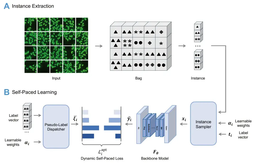 IEEE TMI 2025 | AI自建学习大纲的多实例多标签医学图像分析新框架 - 知乎