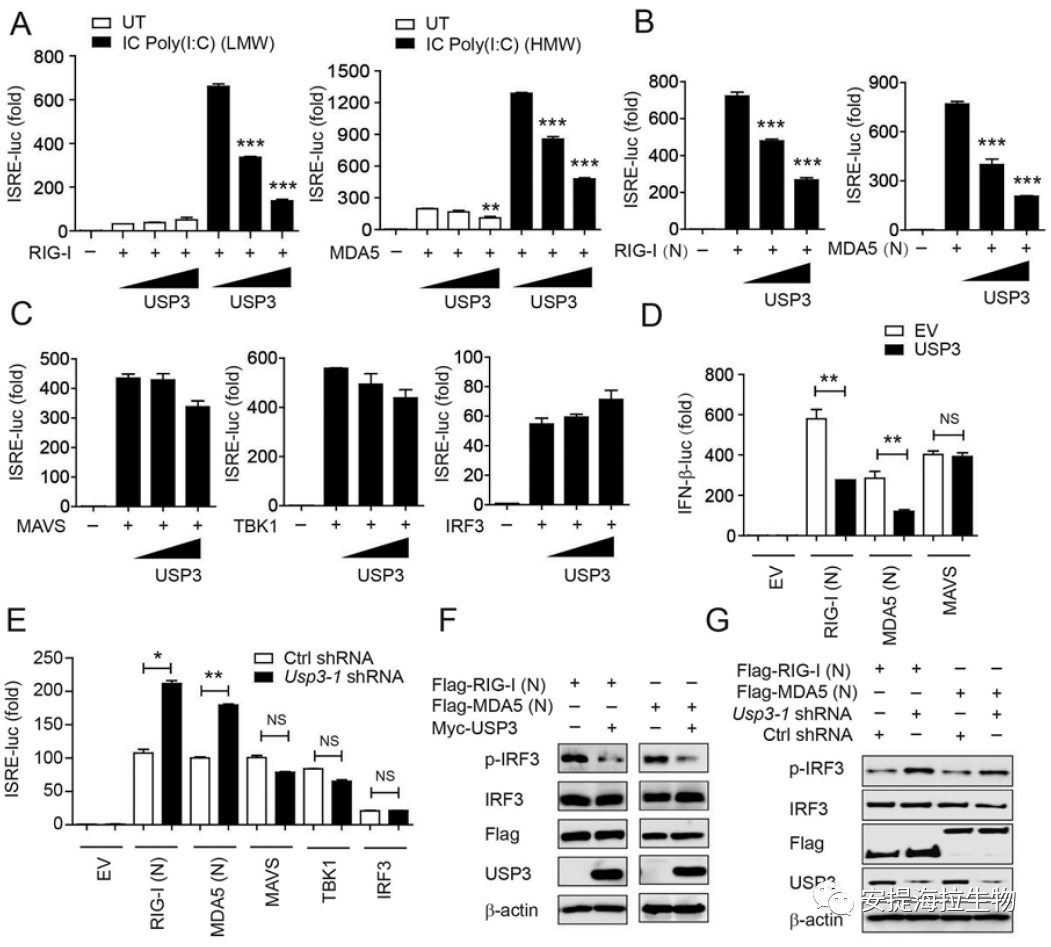 USP3通过去泛素化RLRs抑制I型干扰素信号 - 知乎