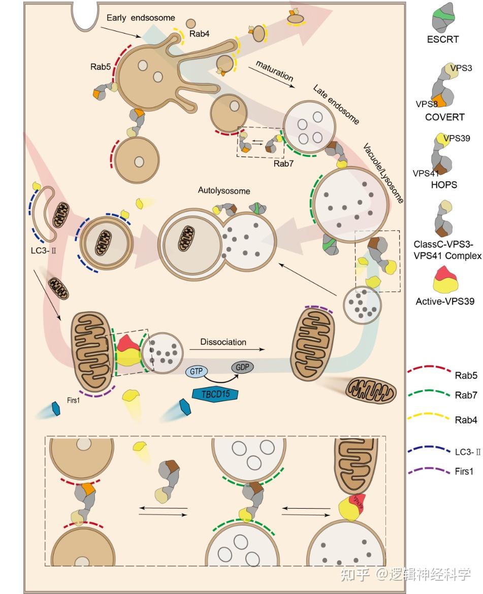 JCB 综述︱VPS39作为内体-溶酶体运输和线粒体-溶酶体互作位点的关键拴系蛋白以及在健康和疾病中的关键作用 - 知乎