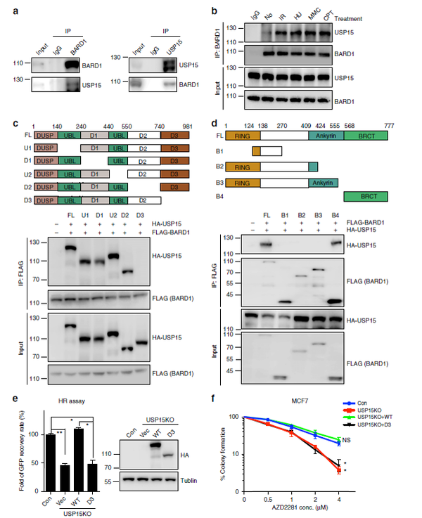 去泛素化酶USP15调节同源重组修复和癌细胞对PARP抑制剂的反应 - 知乎