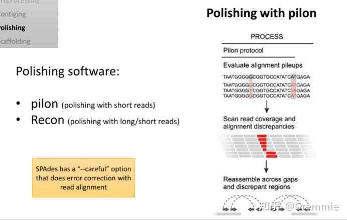 从头全基因组组装De novo whole genome assembly - 知乎
