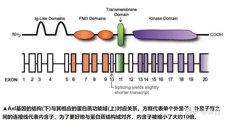 AXL(受体酪氨酸激酶) - 知乎