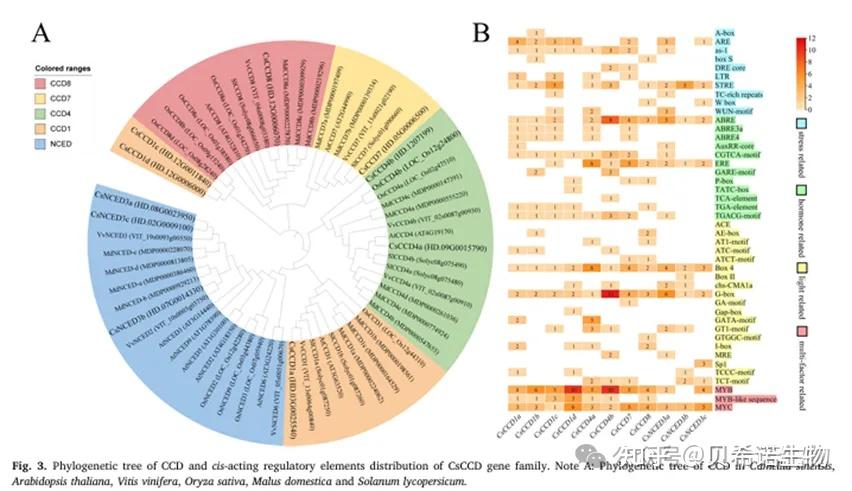Food Res Int |这种生活中常见的东西竟然可以提升乌龙茶的香气 - 知乎