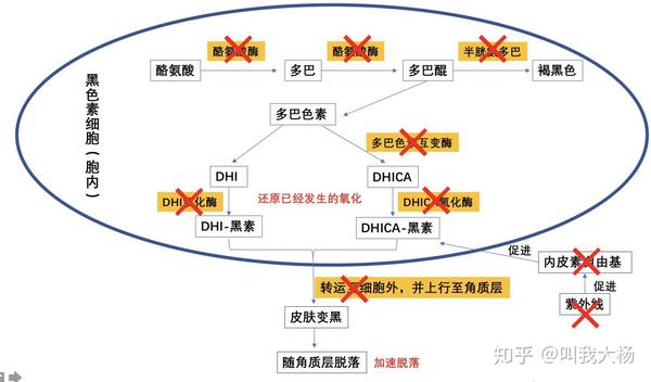 维生素b3烟酰胺 知乎