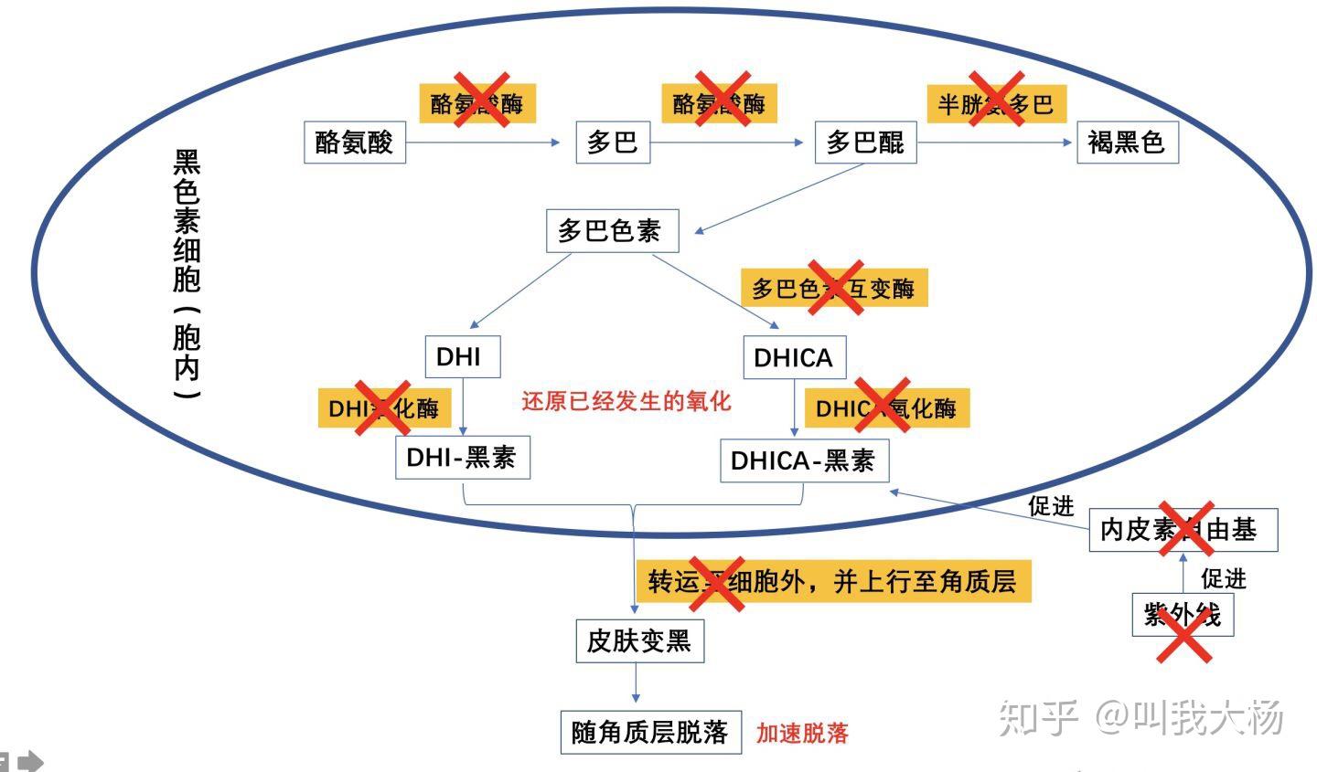 美白的原理 知乎