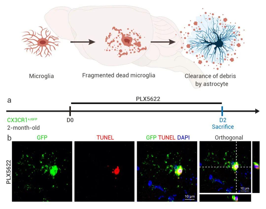 小胶质细胞清除-CSF1R 抑制剂“操纵”小胶质细胞| MedChemExpress - 知乎