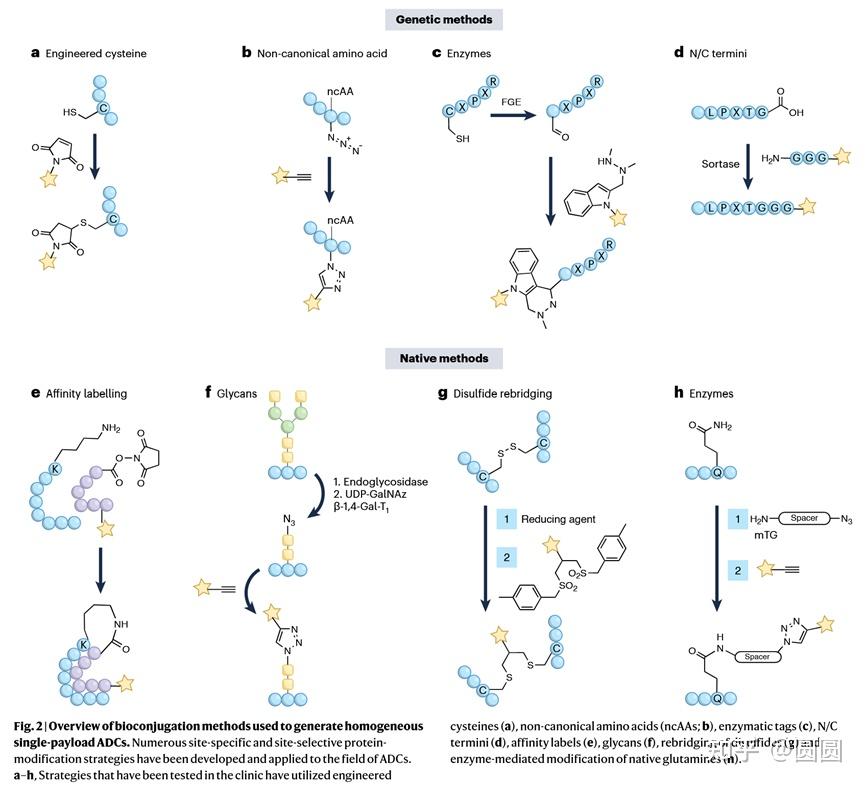 均相多载荷抗体偶联物（Homogeneous multi-payload antibody–drug conjugates） - 知乎