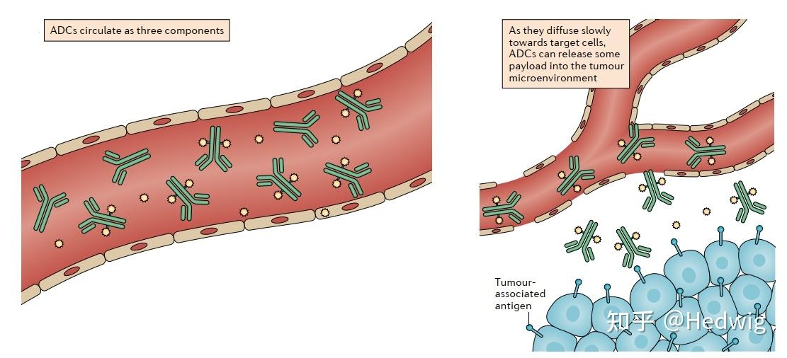 30分钟入门ADC-1：ADC概述 - 知乎